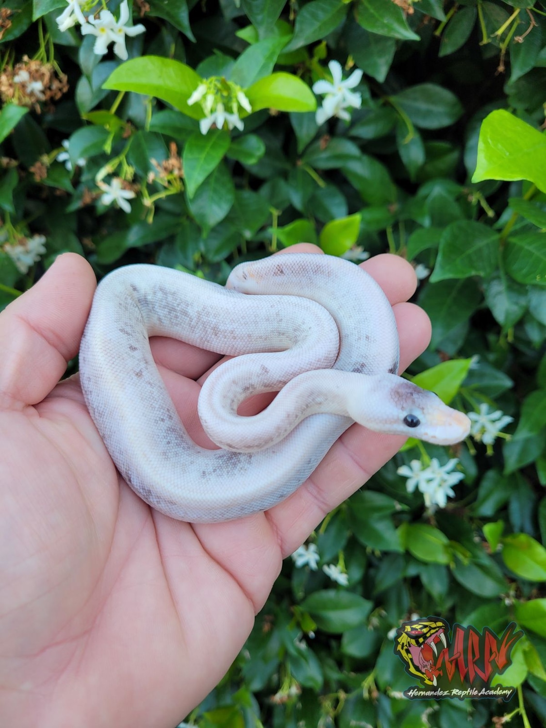 Pastel GHI Grey Matter Ball Python by Hernandez Reptiles - MorphMarket