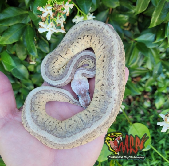 Pewter Blast Ball Python by Hernandez Reptiles