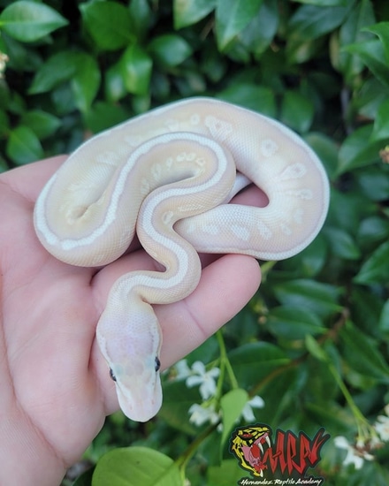 Pastel Banana Soul Sucker Ball Python by Hernandez Reptiles
