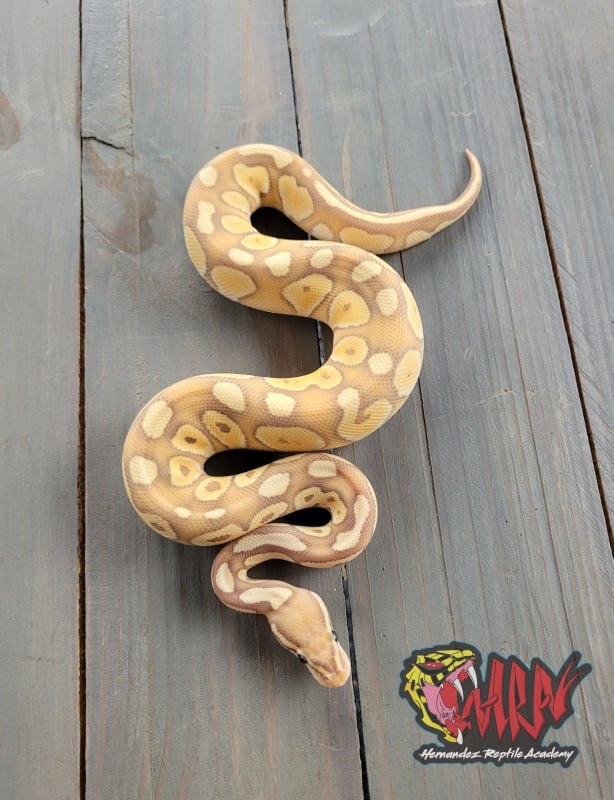Banana Lesser Ball Python by Hernandez Reptiles - MorphMarket