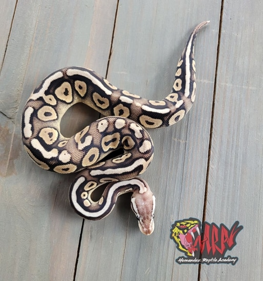 Pewter Vanilla Ball Python by Hernandez Reptiles
