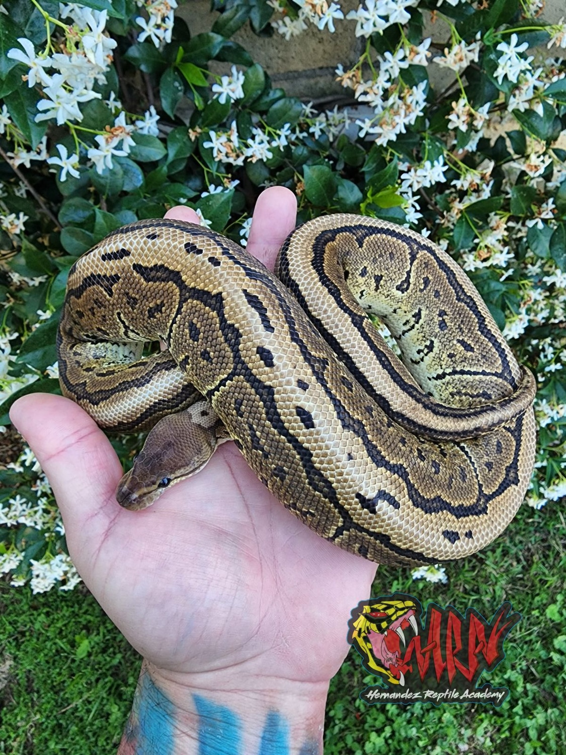 Pinstripe Cinnamon YB Ball Python by Hernandez Reptiles - MorphMarket