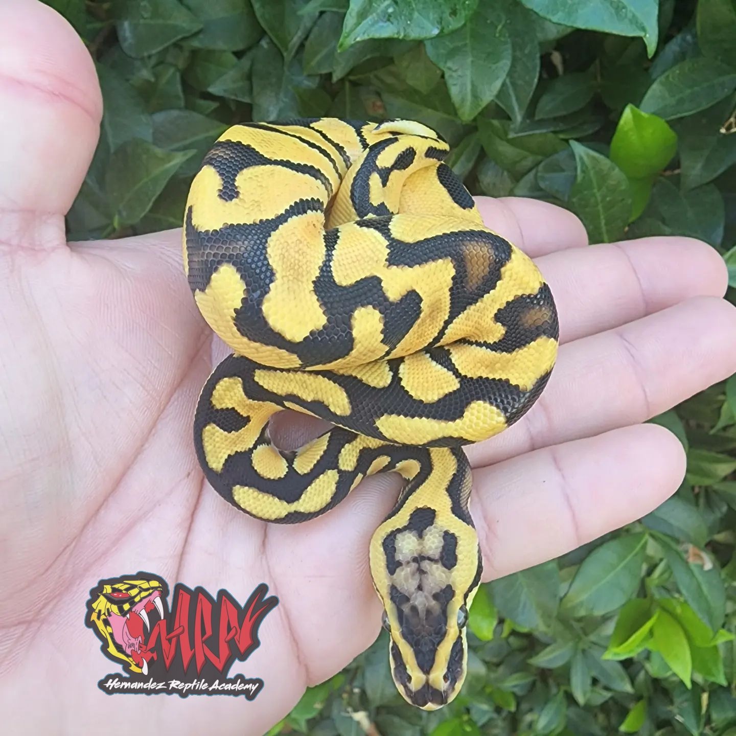 Super Enchi Pastel Ball Python by Hernandez Reptiles - MorphMarket