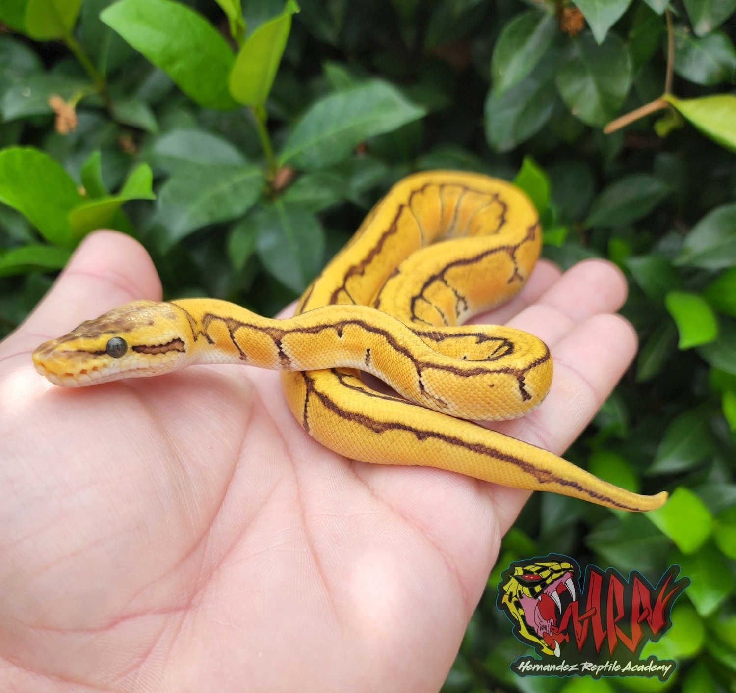 Super Enchi Pinstripe Ball Python by Hernandez Reptiles - MorphMarket