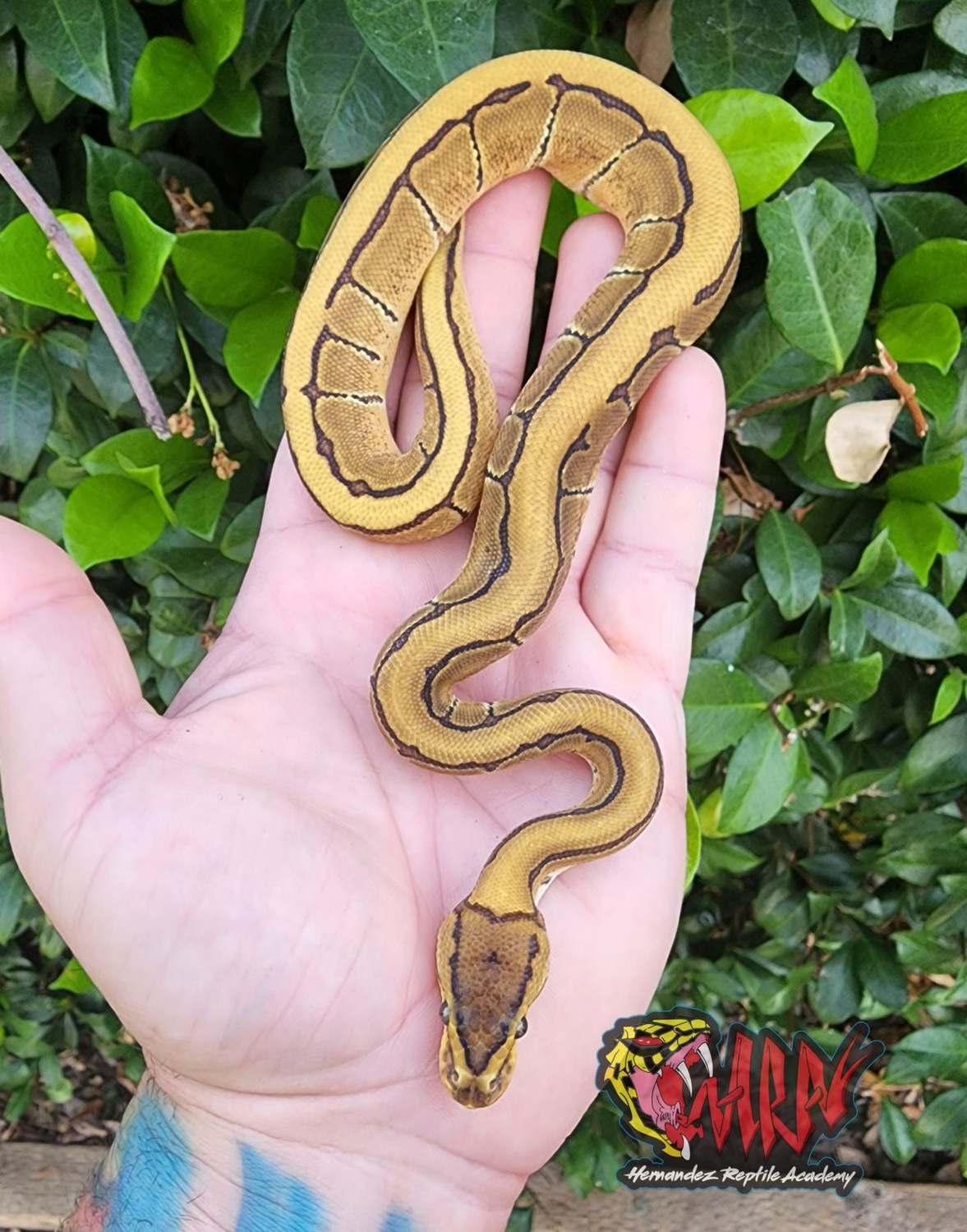 Enchi Pinstripe Ball Python by Hernandez Reptile Academy - MorphMarket