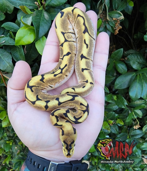 Enchi Bumblebee Ball Python by Hernandez Reptiles