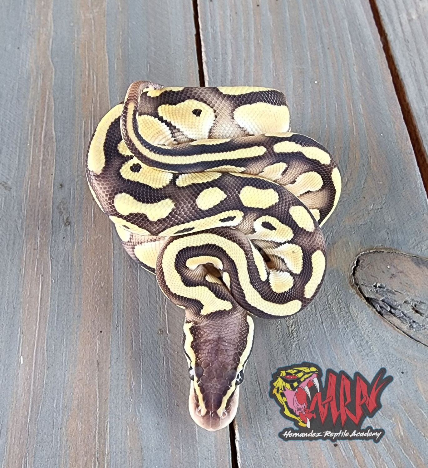 Lesser YB Ball Python by Hernandez Reptiles - MorphMarket