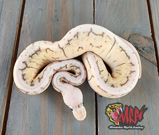 Pewter Spinner Blast YB Ball Python by Hernandez Reptiles