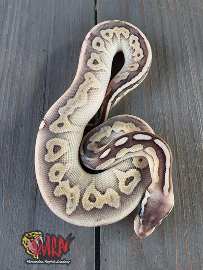Pewter Lesser YB Ball Python by Hernandez Reptiles