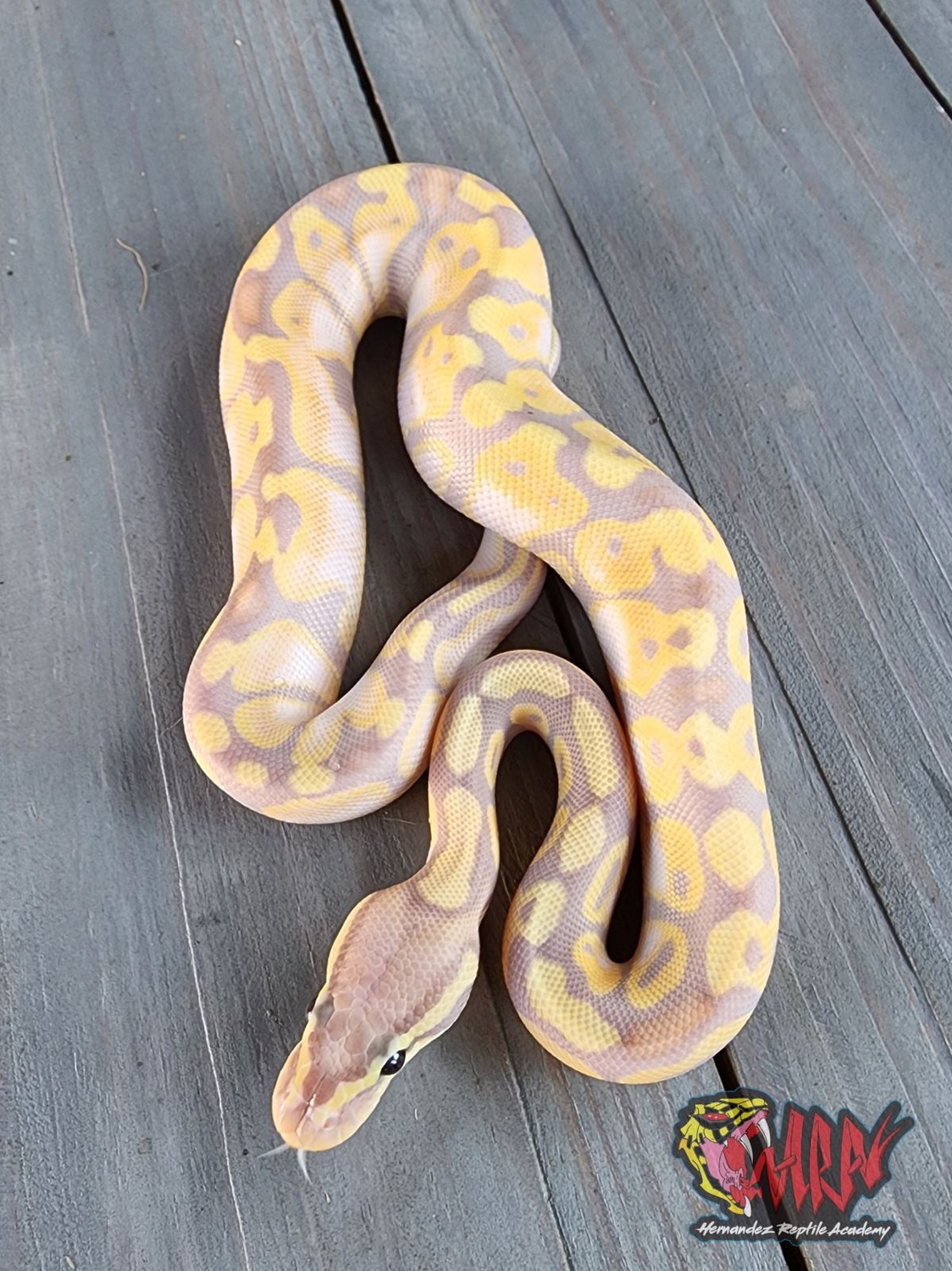 Banana Fire Ball Python by Hernandez Reptiles - MorphMarket