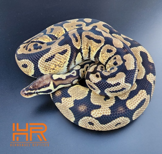 Proven Breeder Pastel Enchi Vanilla Ball Python by Hernandez Reptiles