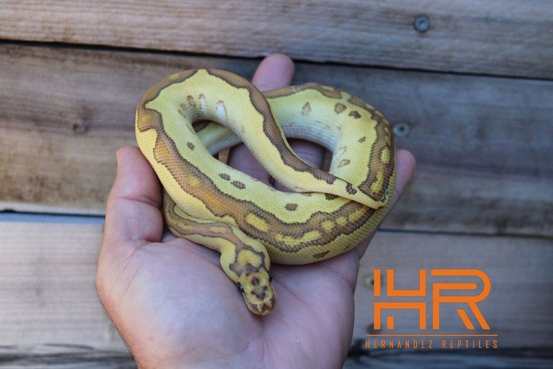 Lesser Clown Ball Python by Hernandez Reptiles - MorphMarket