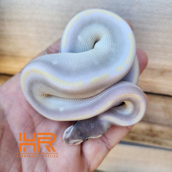Purple Passion Ball Python by Hernandez Reptiles - MorphMarket