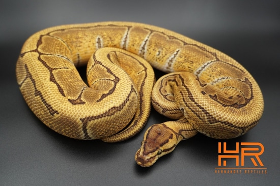 Enchi Pinstripe Ball Python by Hernandez Reptiles