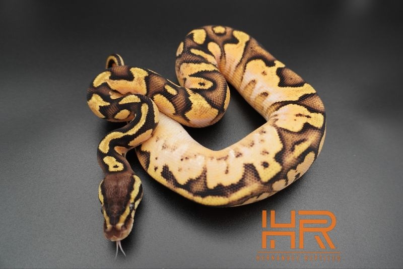 Calico Enchi Orange Dream Ball Python by Hernandez Reptiles - MorphMarket