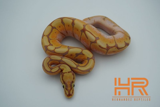 Bumblebee Banana Ball Python by Hernandez Reptiles