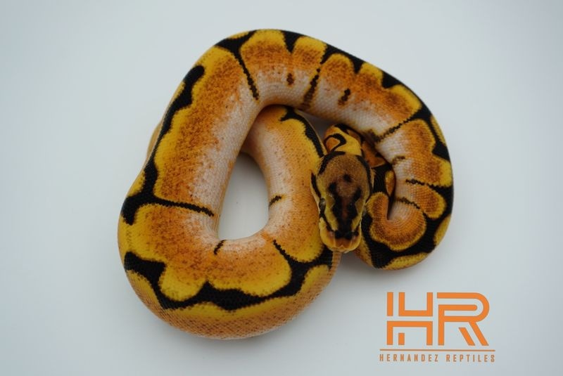Enchi Orange Dream Spider Yellow Belly Ball Python by Hernandez ...