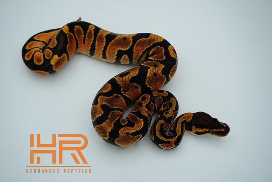 Enchi Orange Dream Yellow Belly Ball Python by Hernandez Reptiles