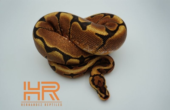Enchi Spider Ball Python by Hernandez Reptiles