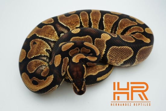 Orange Dream Ball Python by Hernandez Reptiles