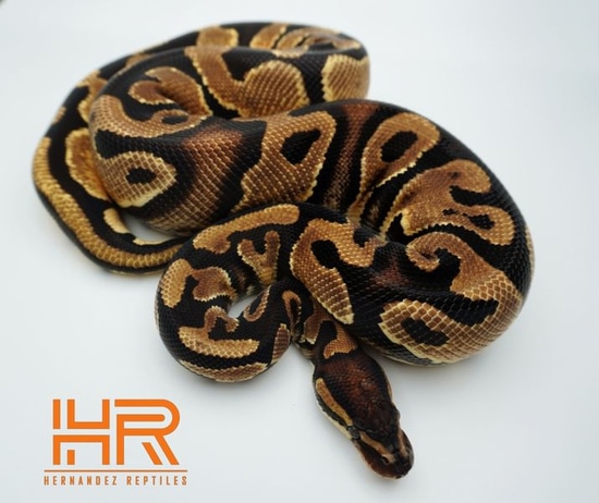 Vanilla Yellow Belly Ball Python by Hernandez Reptiles