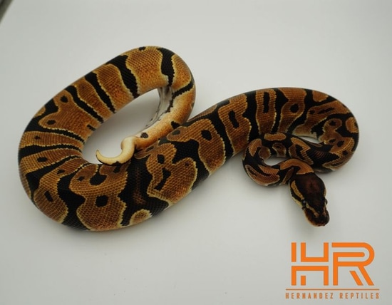 Orange Dream Ball Python by Hernandez Reptiles