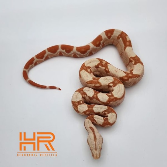 RC Pastel Sunglow Het Anery Boa Constrictor by Hernandez Reptiles