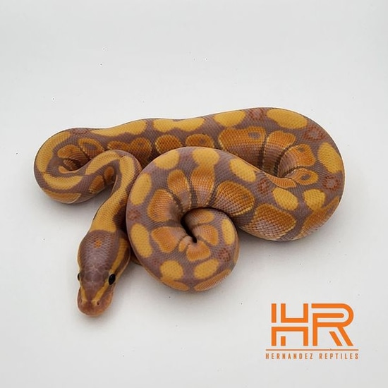 Banana Het Clown Ball Python by Hernandez Reptiles