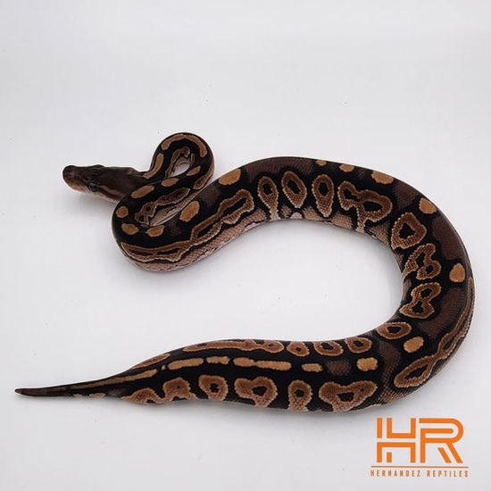 Cinnamon Possible Calico Ball Python by Hernandez Reptiles