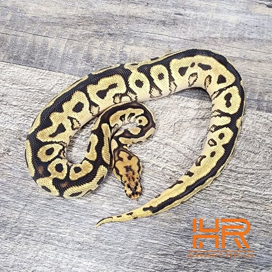 Spotnose Orange Dream Clown Ball Python by Hernandez Reptiles