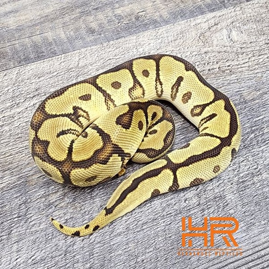 Orange Dream Spotnose Clown Ball Python by Hernandez Reptiles