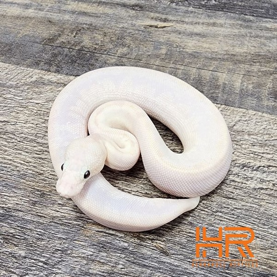 Bamboo Lesser Or Mojave Ball Python by Hernandez Reptiles