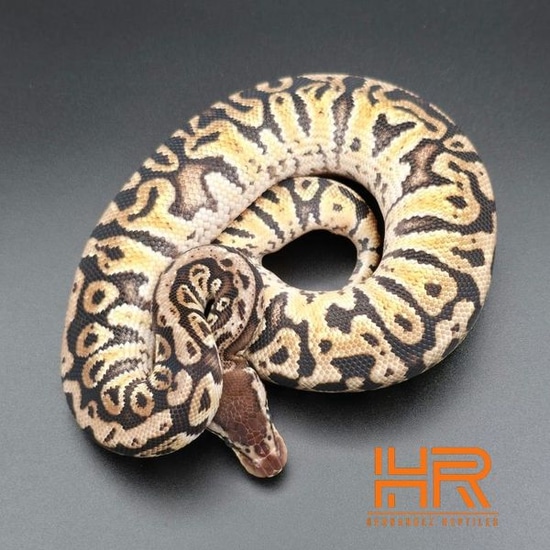 Pastel GHI HGW Het Clown Ball Python by Hernandez Reptiles