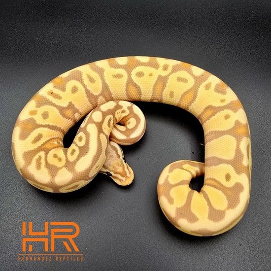 Banana Het Clown Ball Python by Hernandez Reptiles