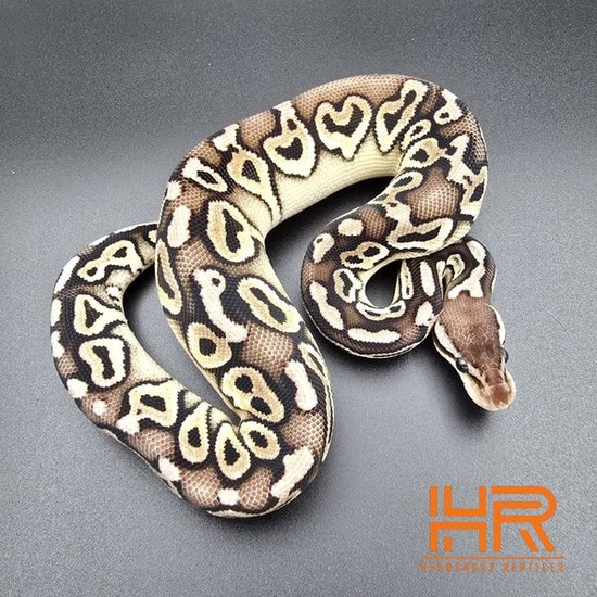 Pewter Het Clown Ball Python by Hernandez Reptiles