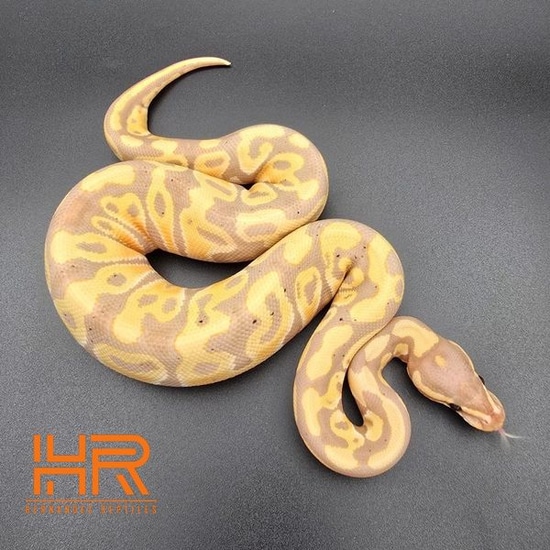 Banana Het Clown Ball Python by Hernandez Reptiles