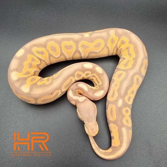 Cinnamon Banana Het Clown Ball Python by Hernandez Reptiles