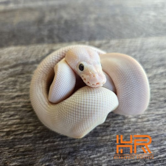 BEL - Phantom/Lesser Ball Python by Hernandez Reptiles