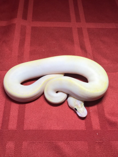 Ivory Ball Python by Ivory Coast Burmese pythons