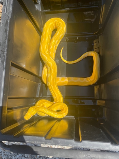 Sunfire Phantom White Phase Albino Possible Super Sun Reticulated ...