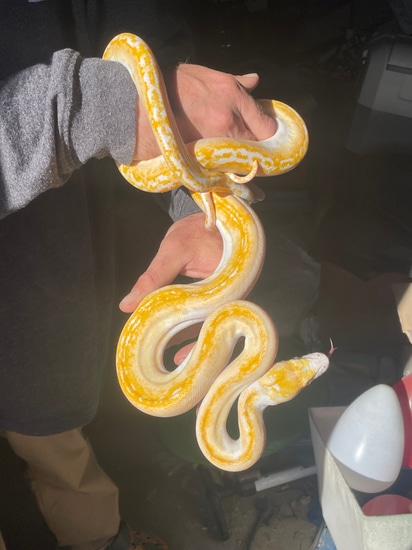 Albino Pied Reticulated Python by Ivory Coast Burmese pythons