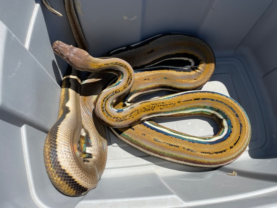 Sunfire Genetic Stripe Reticulated Python by Ivory Coast Burmese pythons