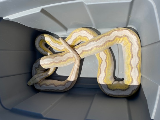 Motley Sunfire Purple Phase Albino Reticulated Python by Ivory Coast ...