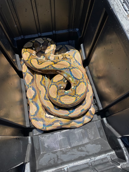 Sunfire Het Albino Reticulated Python by Ivory Coast Burmese pythons