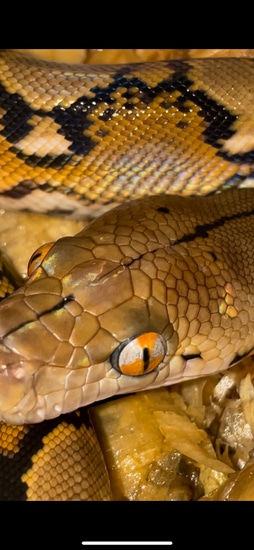 Super Sunfire Reticulated Python by Ivory Coast Burmese pythons