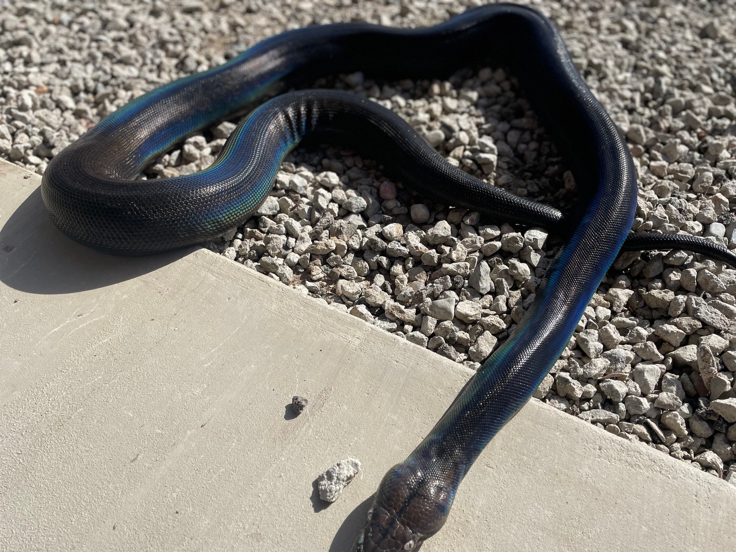 Golden Child Super Sunfire Het Albino Reticulated Python by Ivory Coast ...