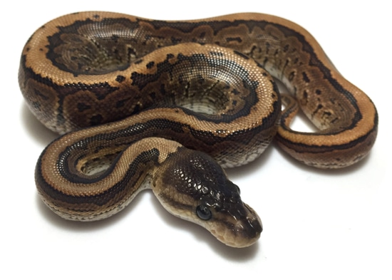 Cinnamon Pinstripe 50% Het Hypo Ball Python by Ivory Exotics