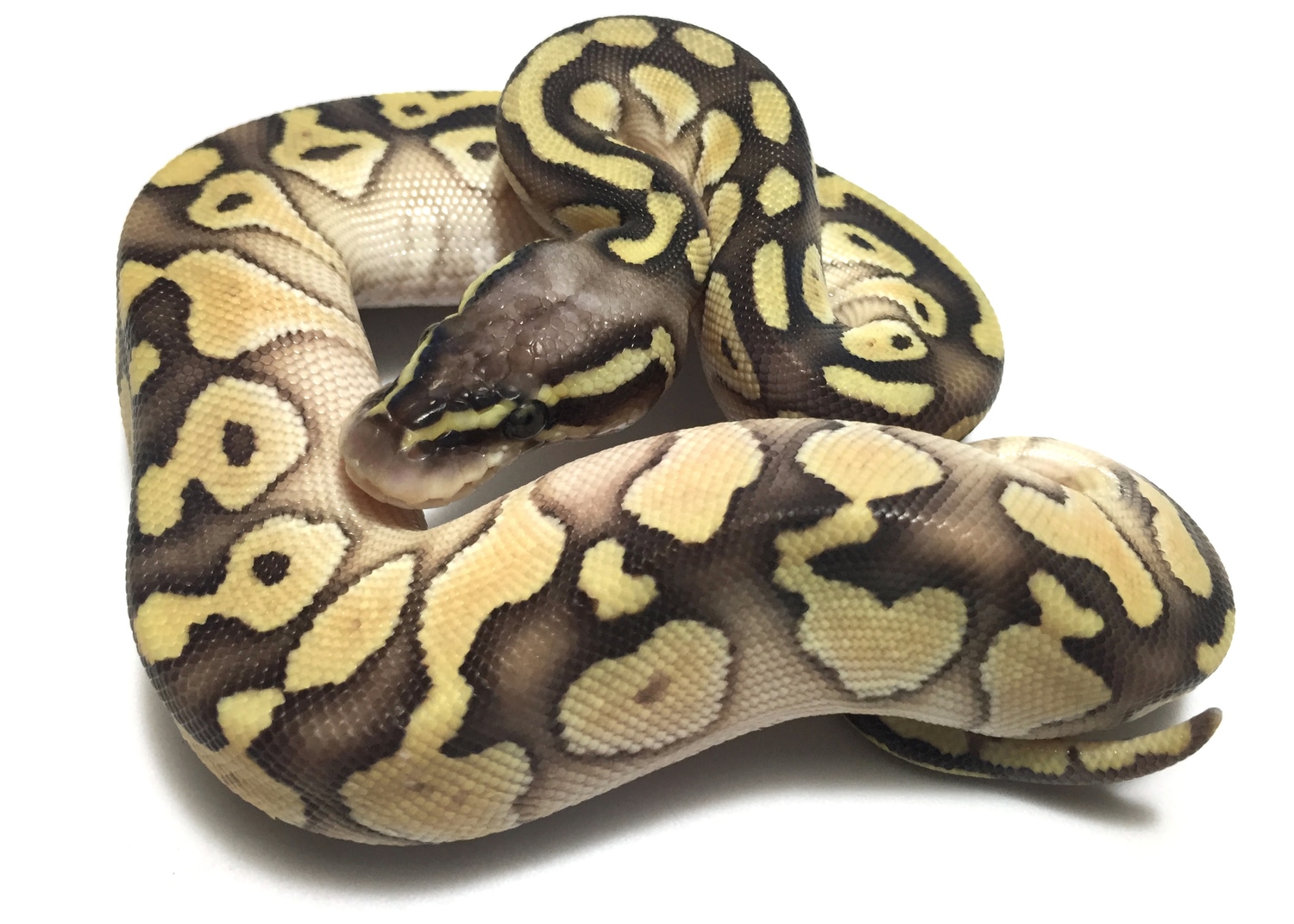 Pastel Butter Ball Python by Ivory Exotics - MorphMarket