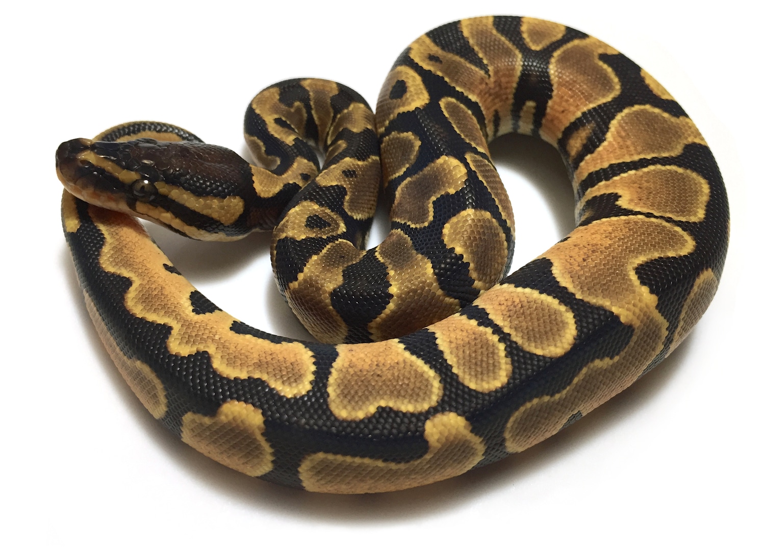 Orange Dream Yellowbelly Ball Python by Ivory Exotics - MorphMarket