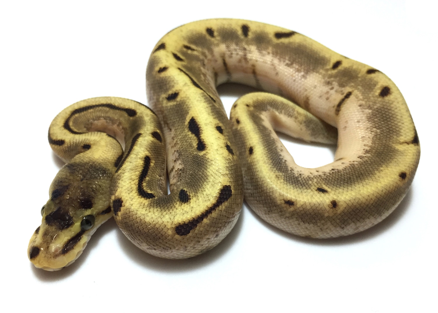 Super Enchi Spider Ball Python by Ivory Exotics - MorphMarket